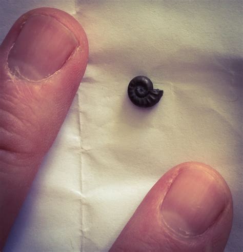 How To Find Fossils ConservationBytes Com