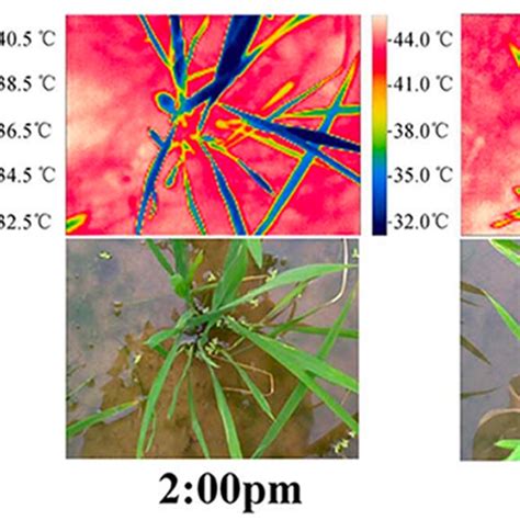 Variations In Rice Temperature Throughout The Day And Thermal Infrared