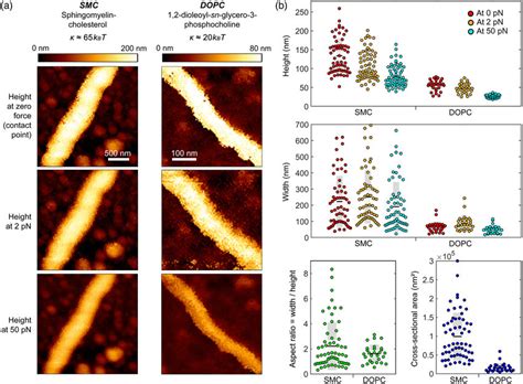 High Throughput Probing Of Nanotube Morphologies By Afm A Examples Download Scientific