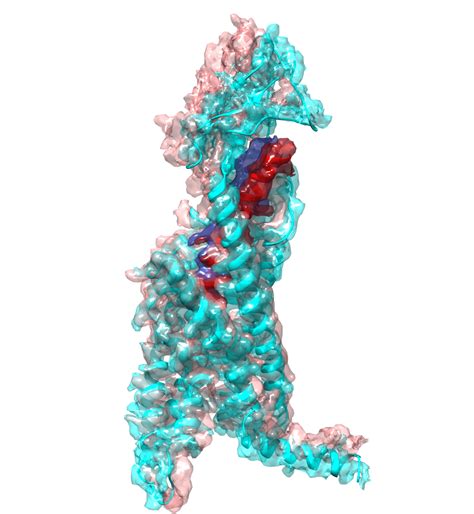 High Resolution Structural Snapshots Of Signaling Intermediate States Obrien Lab