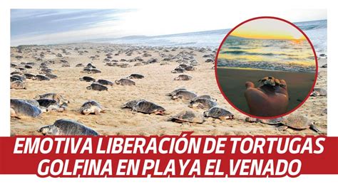 Emotiva Liberación De Tortugas Golfina En Playa El Venado Mi Nota