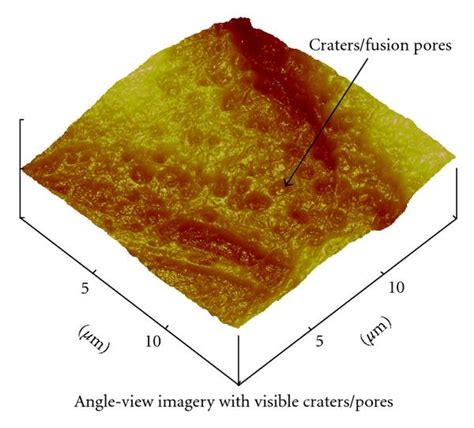 Atomic Force Microscope Afm Images Showing The Topography And