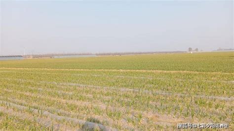 箜篌城的传说之六：仙踪不知今何处，周边地名习俗在心灵（四）狼群宋国郑国