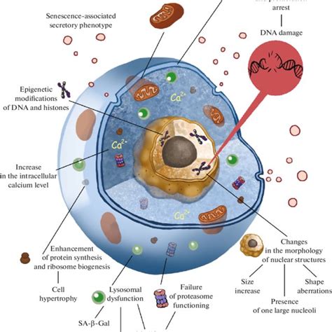 Approaches To Targeted Elimination Of Senescent Cells From A Body