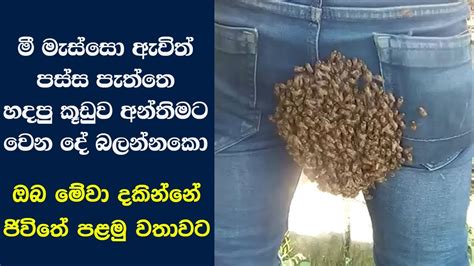 මී මැස්සො ඇවිත් පස්ස පැත්තෙ හදපු කූඩුව අන්තිමට වෙන දේ බලන්නකො ඔබ මේවා දකින්නේ ජිවිතේ පළමු