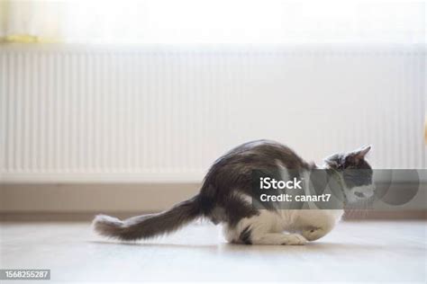 귀여운 국내 회색 고양이가 놀고 보고 하품하고 있습니다 애완고양이에 대한 스톡 사진 및 기타 이미지 애완고양이 0명 가정 생활 Istock