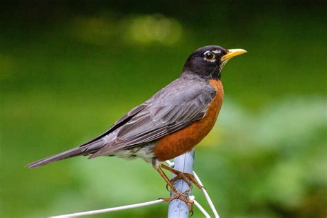 47 Common Birds In Pennsylvania With Pictures And Identification
