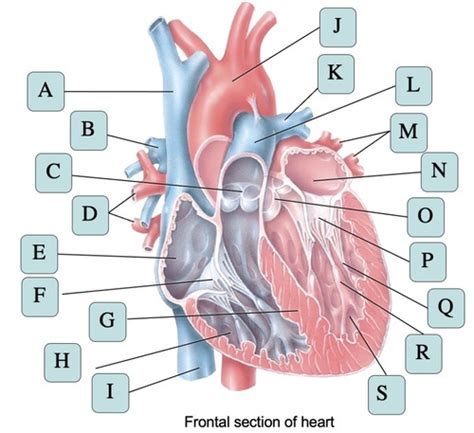 Cardio Physio Lab Flashcards Quizlet