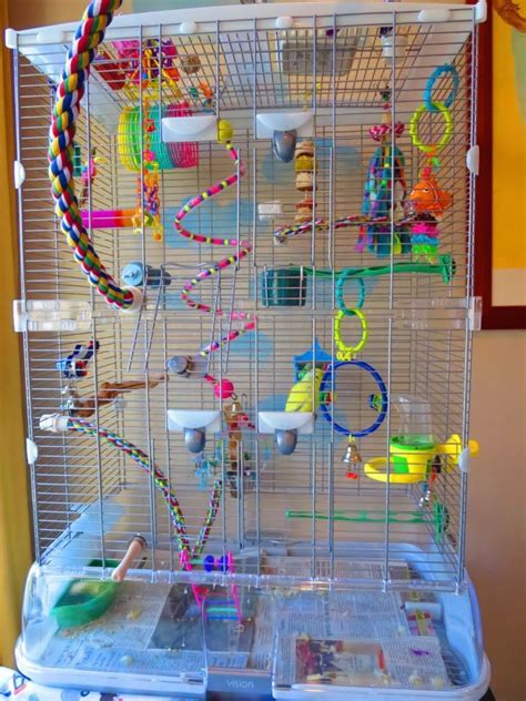 Nice Looking Parakeet Cage Setup Forum With Pictures To Give A Lot Of Ideas About How To Setup
