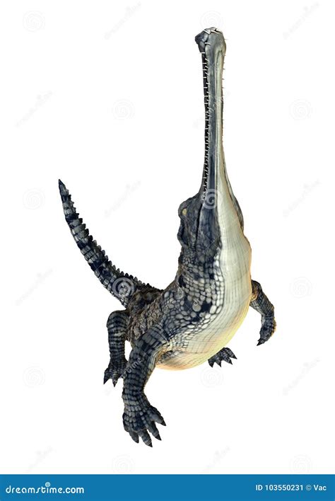 Indian Gharial Cartoon Vector Illustration 98036194