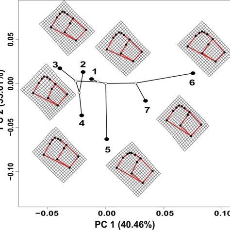 Deformation Grids Of The Consensus Shape Of The Shells Of H