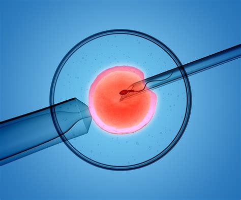 Embryo Development In Ivf Nurturing Hope And Fostering New Life
