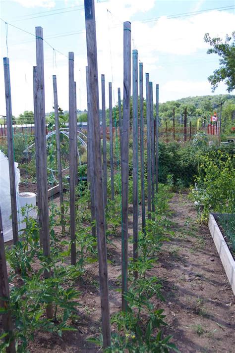 String Trellis Tomato Plant