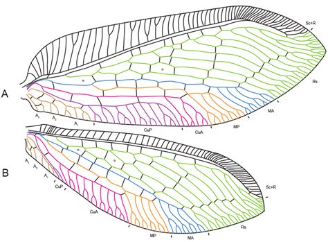 Chicken Wings Veins At Andrea Dale Blog