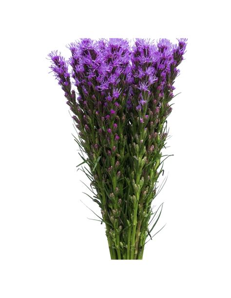 Wholesale Liatris 90cm Tall