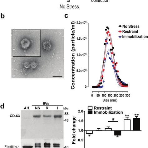 Proteomic Analysis Of Extracellular Vesicles Evs Show That After