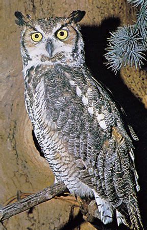 Owl Bird