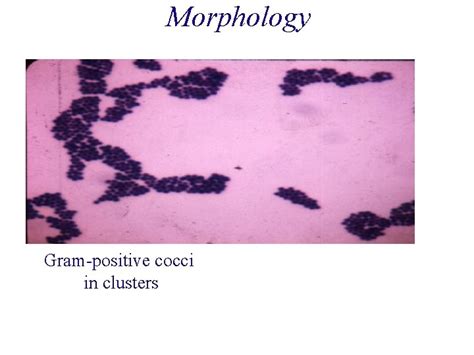 Staphylococcus Morphology Grampositive Cocci In Clusters Staphylococcus Streptococcus