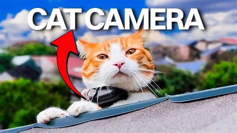 Vlogging CAT Explores The CITY YouTube