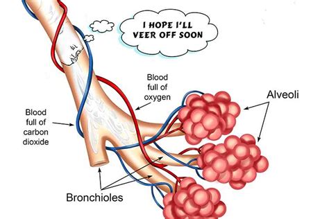 The Anatomy Of Alveoli A Visual Guide To Understanding Lung Structure