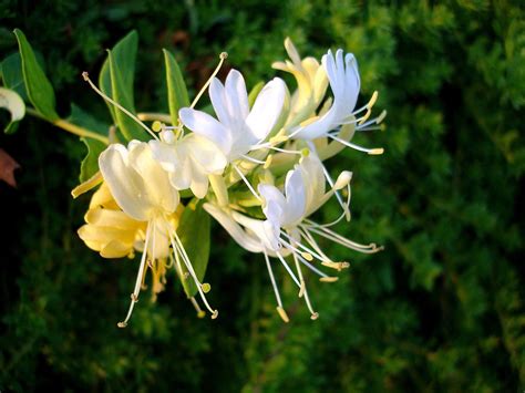 Best Vines To Grow On Pergolas And Arbors
