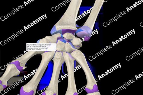 Fourth Metacarpal Articular Facet Of Hamate Bone Complete Anatomy