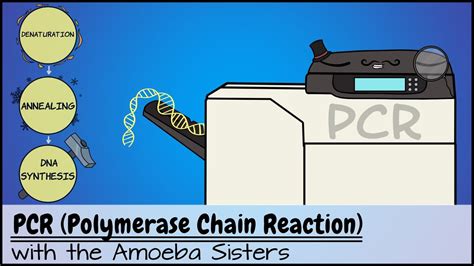 Pcr Polymerase Chain Reaction Youtube