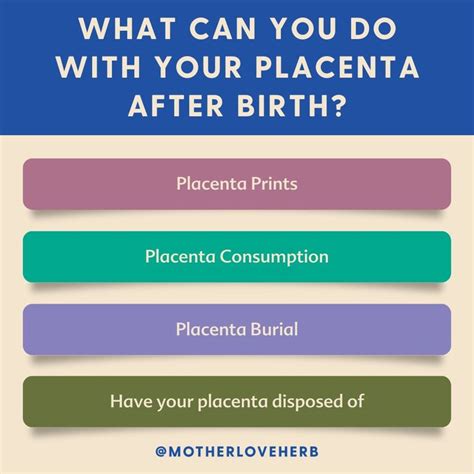 Placenta 101 And What To Do With It After Birth Placenta Placenta