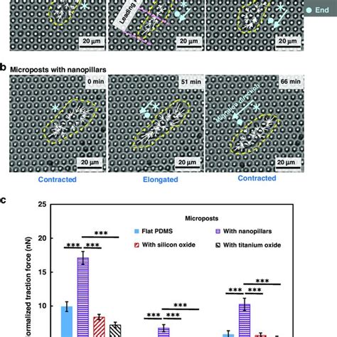 Cell Traction Force Exerted On Microposts With Various Surfaces Download Scientific Diagram