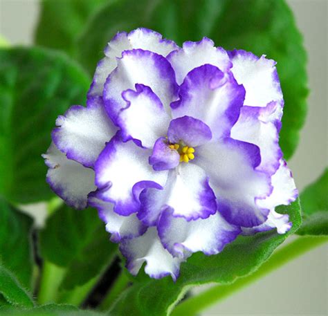 عکس های زیبا از گل های بنفشه آفریقایی زرد، سفید، صورتی و مینیاتوری