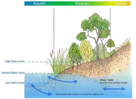 Riparian 101 Riparian