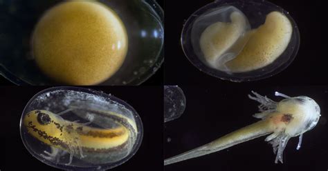 Fascinating Becoming Time Lapse Video Shows A Single Cell Growing