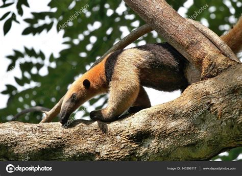 Anteater Gigante Trepando En Un árbol — Foto De Stock 143398117