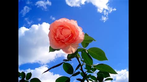 🎵Очень красивое и изящное музыкальное поздравление с Днем Рождения женщине🎵 Классное