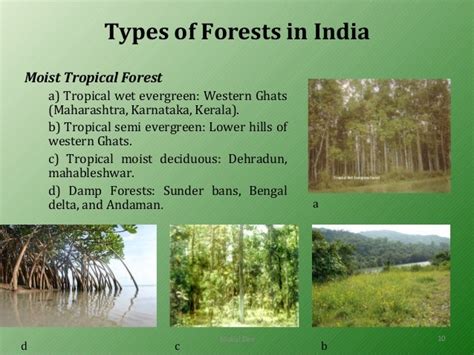 Forest Resources Of India