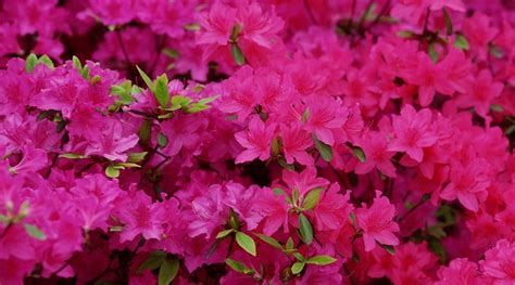15 Dwarf Azalea Varieties For Compact Spaces