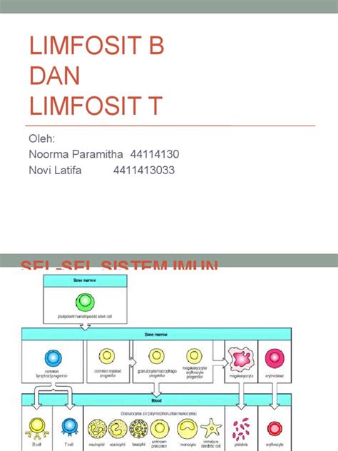 Limfosit B And T Y Pdf Sel T Pembantu Sel T Sitotoksik