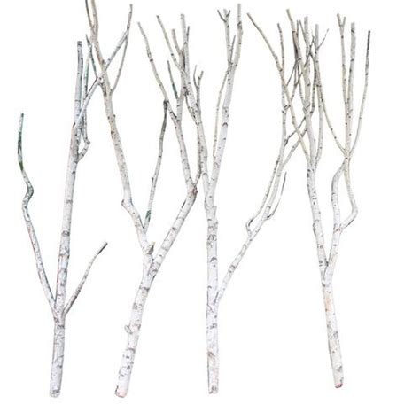 树杈图片配图网