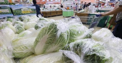 폭염에 ‘金배추 비상···한 포기 7000원 육박