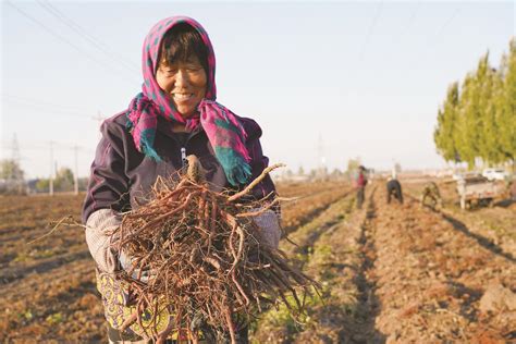 开平中药材种植助农增收