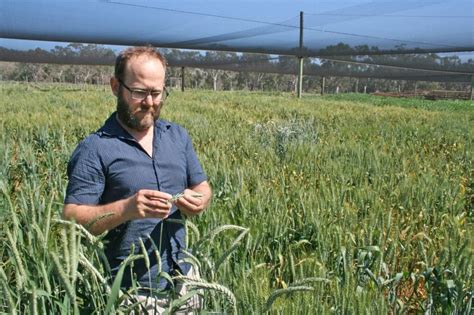Researchers Identify Gene To Help Hybrid Wheat Breeding
