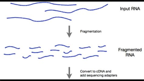 The Concepts Of Mean Fragment Length And Effective Length In Rna Sequencing Youtube