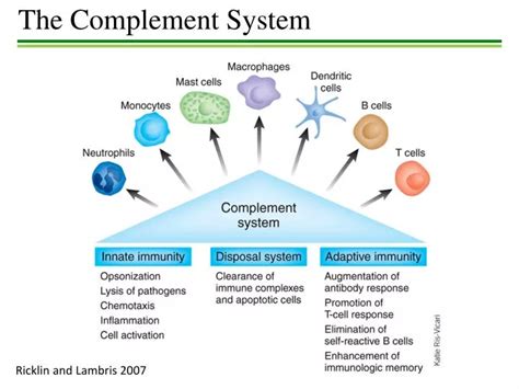 PPT The Complement System PowerPoint Presentation Free Download ID 1789658