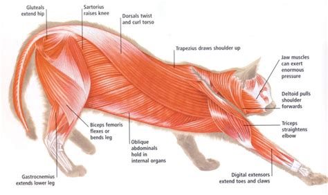 Muscles Of The Cat Labeled