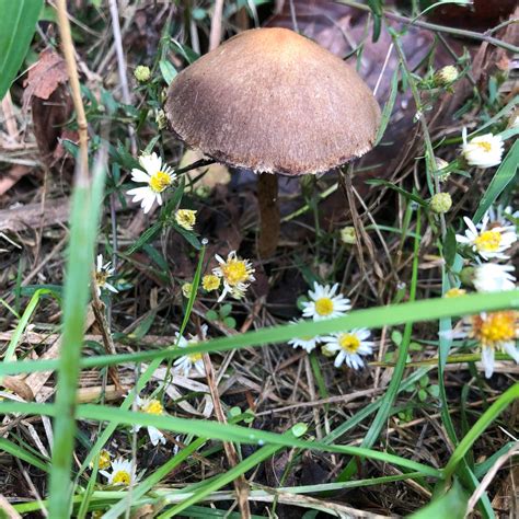 Panaeolus Cinctulus R Shroomid