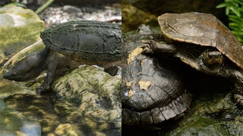 Mud Turtle Vs Musk Turtle Which One Is A Better Pet The Turtle Hub