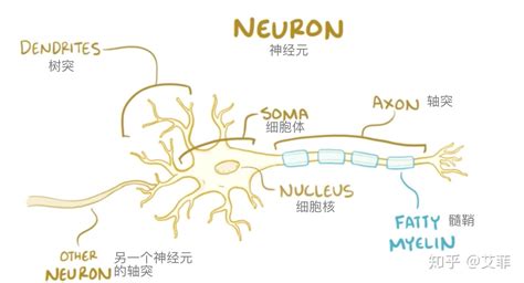 5分钟极速认识神经系统和脑 知乎