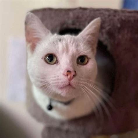 Charming Risotto Needs A Forever Valentines Date Are You Free The