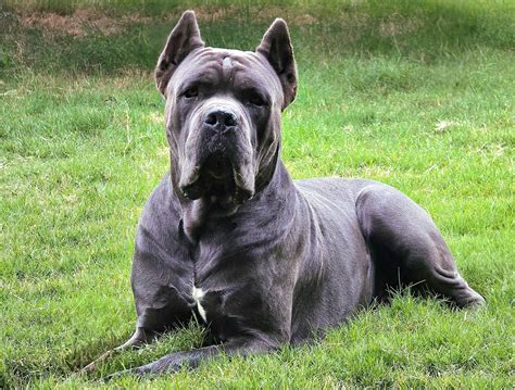 Cane Corso Puppies For Sale In Texas