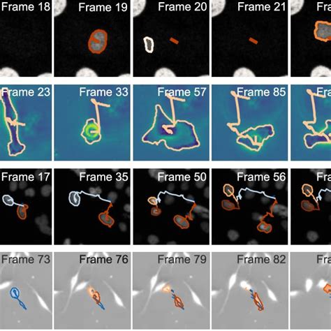 Magik Reliably Links Trajectories In Various Experimental Scenarios A Download Scientific